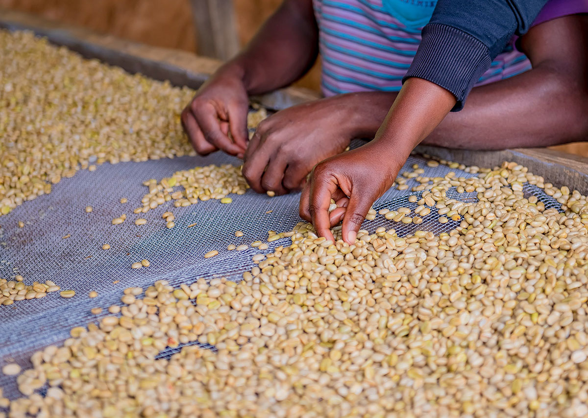 La Tanzanie veut investir dans la production de semences améliorées ...